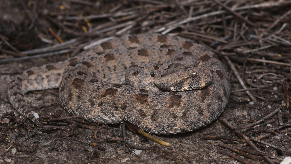 Red Adder in March 2023 by Otto Bylén Claesson · iNaturalist