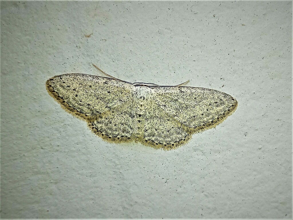 Small Dusty Wave from Ag. Varvara 123 51, Greece on March 12, 2023 at ...