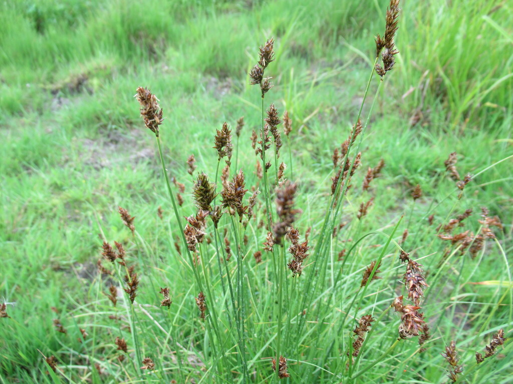 lesser tussock sedge from Черемховский р-н, Иркутская обл., Россия on ...