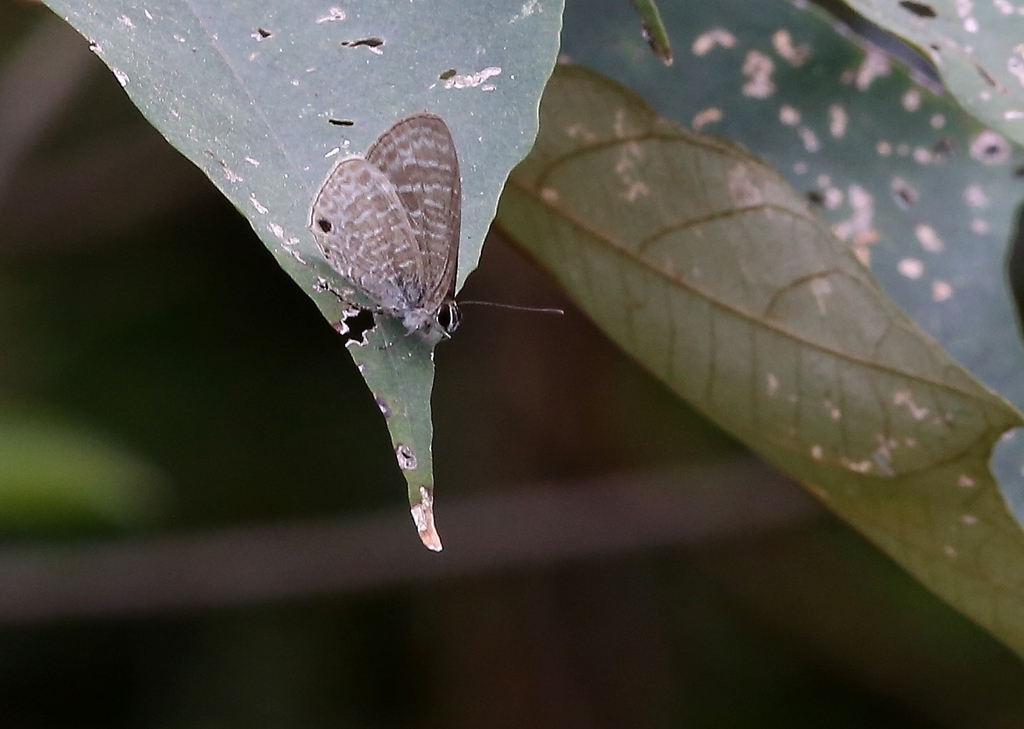 Transparent 6-line Blue in March 2023 by Goofy Ko · iNaturalist