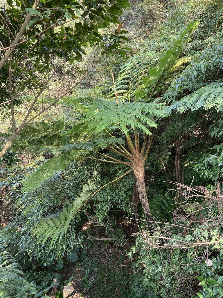 Flying Spider Monkey Tree Fern from Taipei, Taiwan on March 12, 2023 at ...
