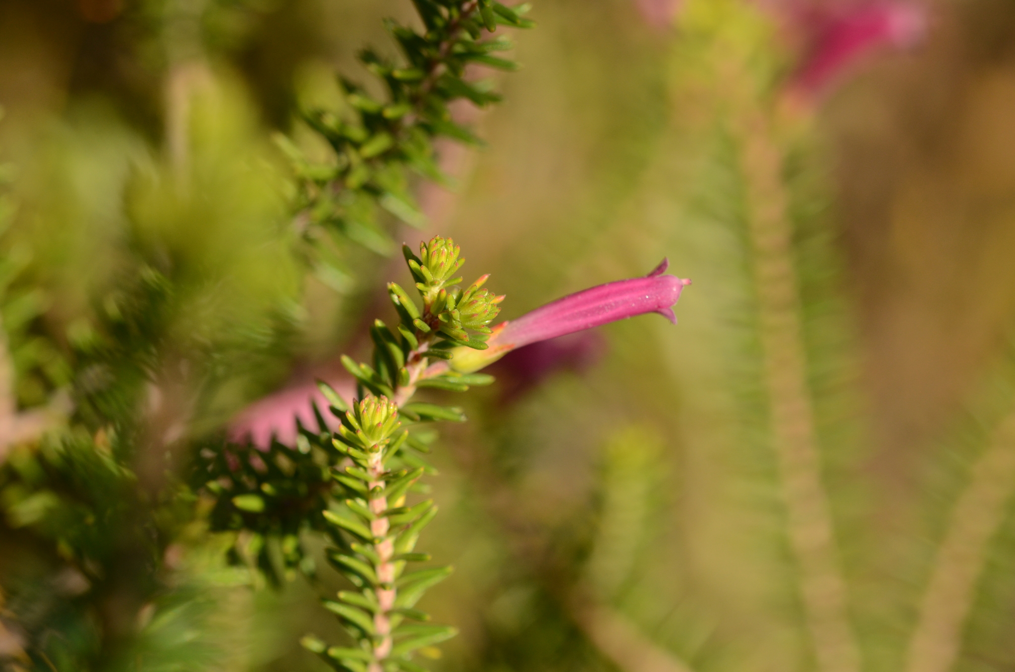Erica abietina L.