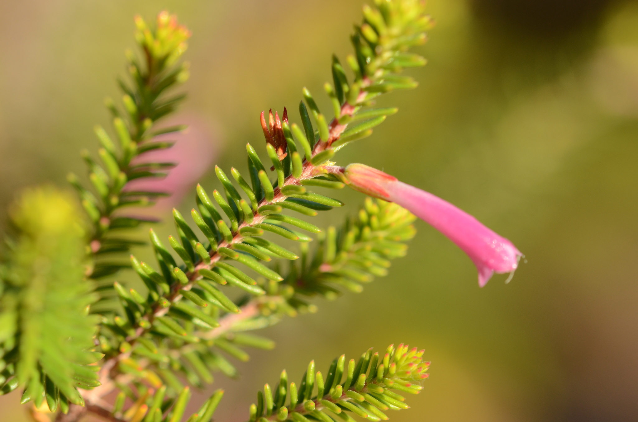 Erica abietina L.