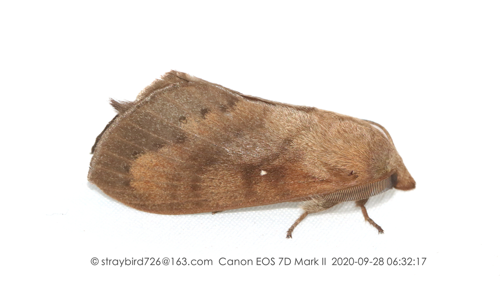 Dendrolimus tabulaeformis from 中国北京市门头沟区 on September 28, 2020 at 06:32 ...