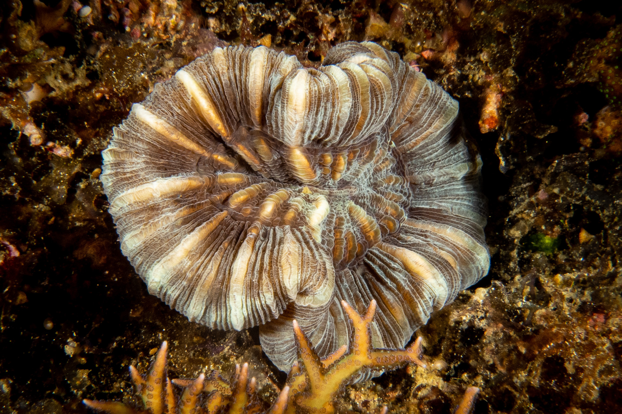Trachyphyllia Milne Edwards & Haime, 1849