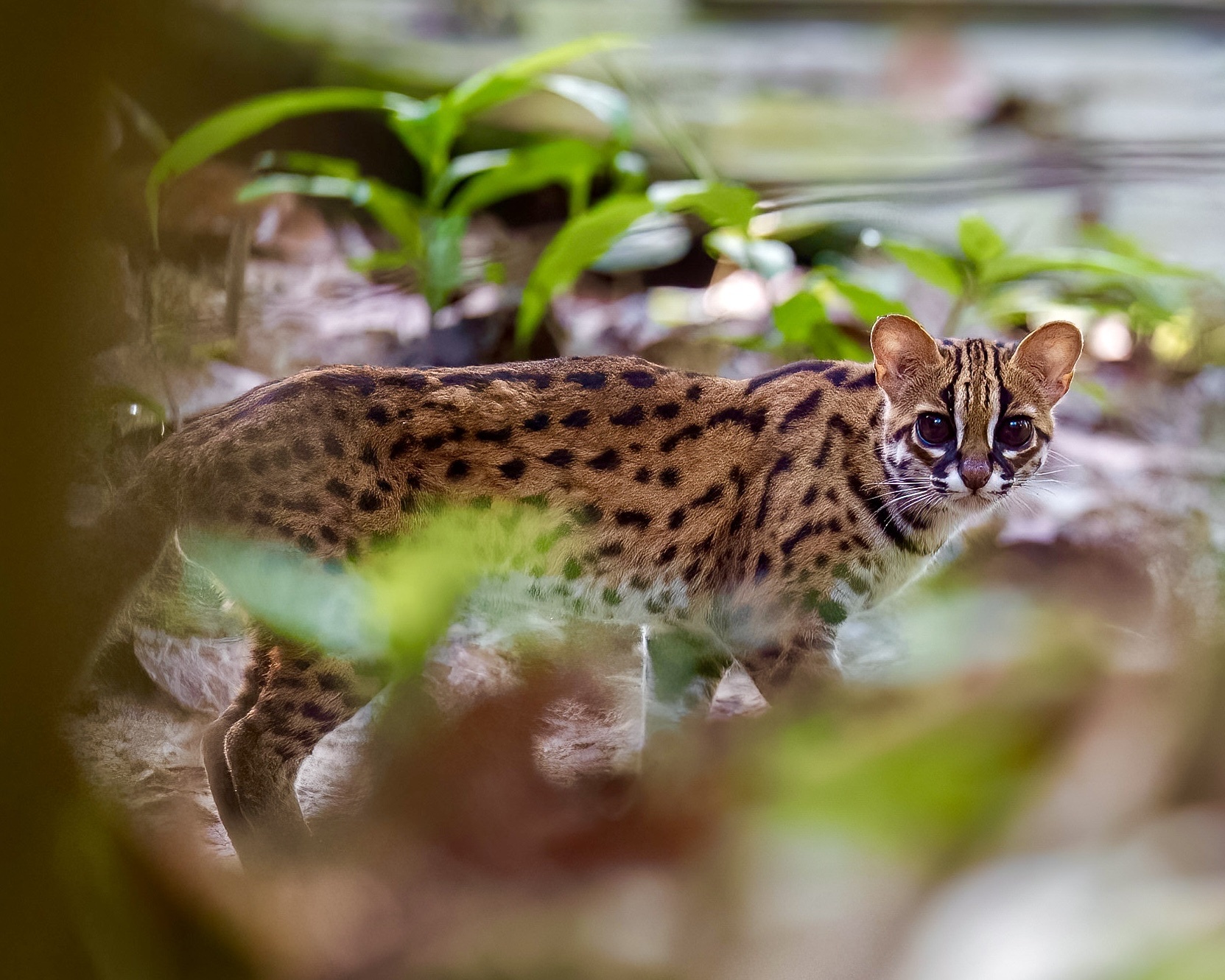 Prionailurus bengalensis (Kerr, 1792)