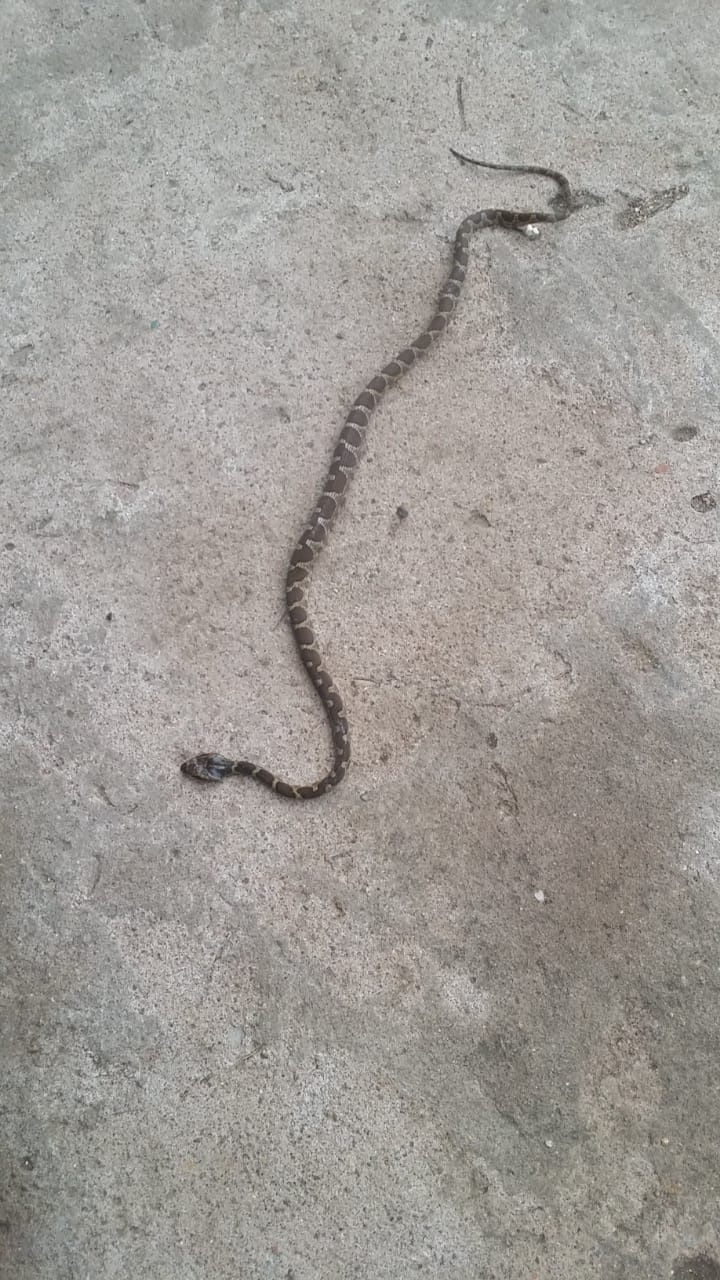 Leptodeira annulata (Linnaeus, 1758)