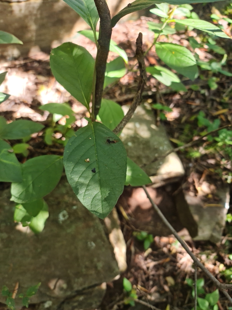 Common Pavetta from Merafong City Local Municipality, South Africa on ...