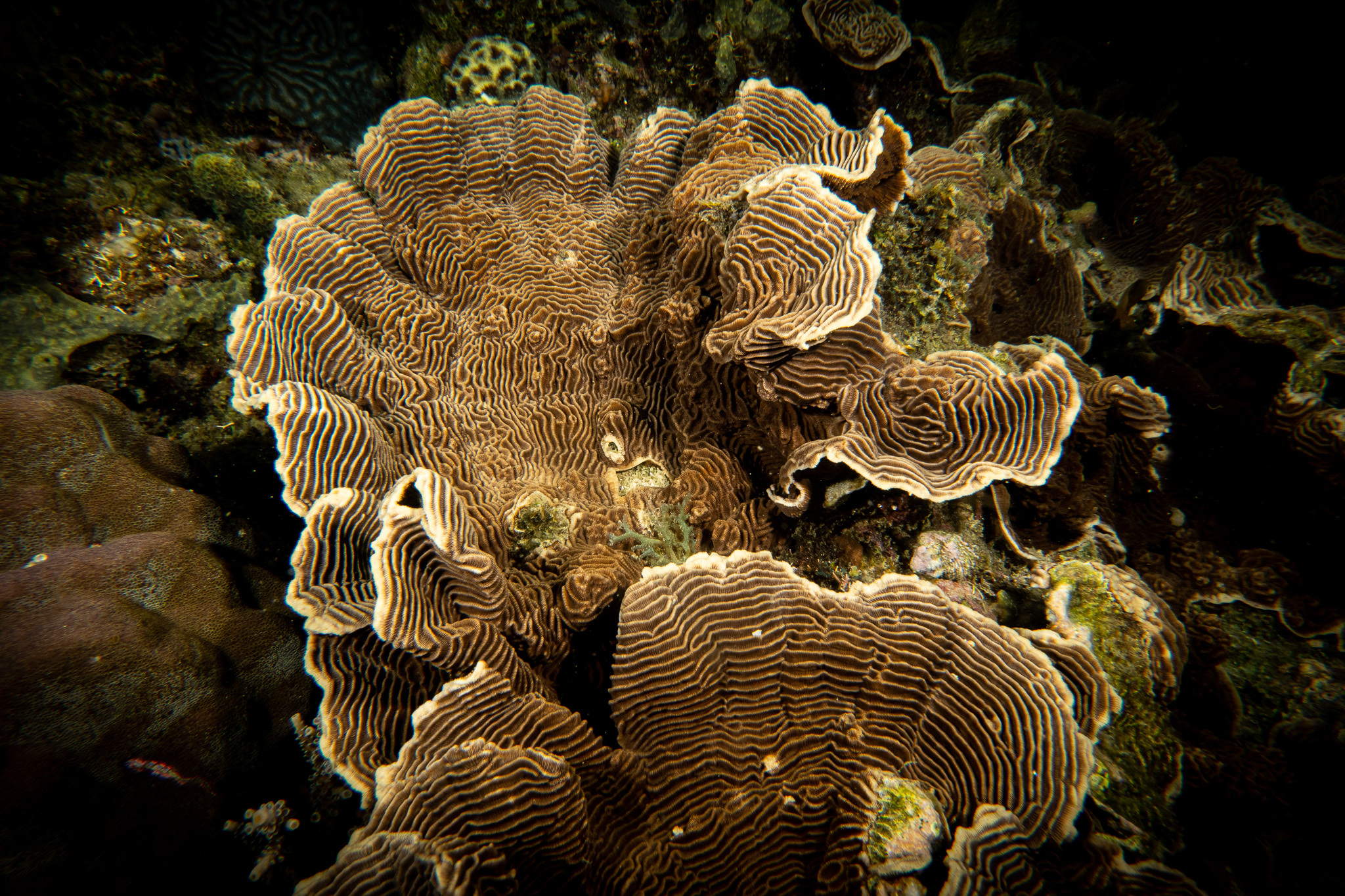 Pachyseris speciosa (Dana, 1846)