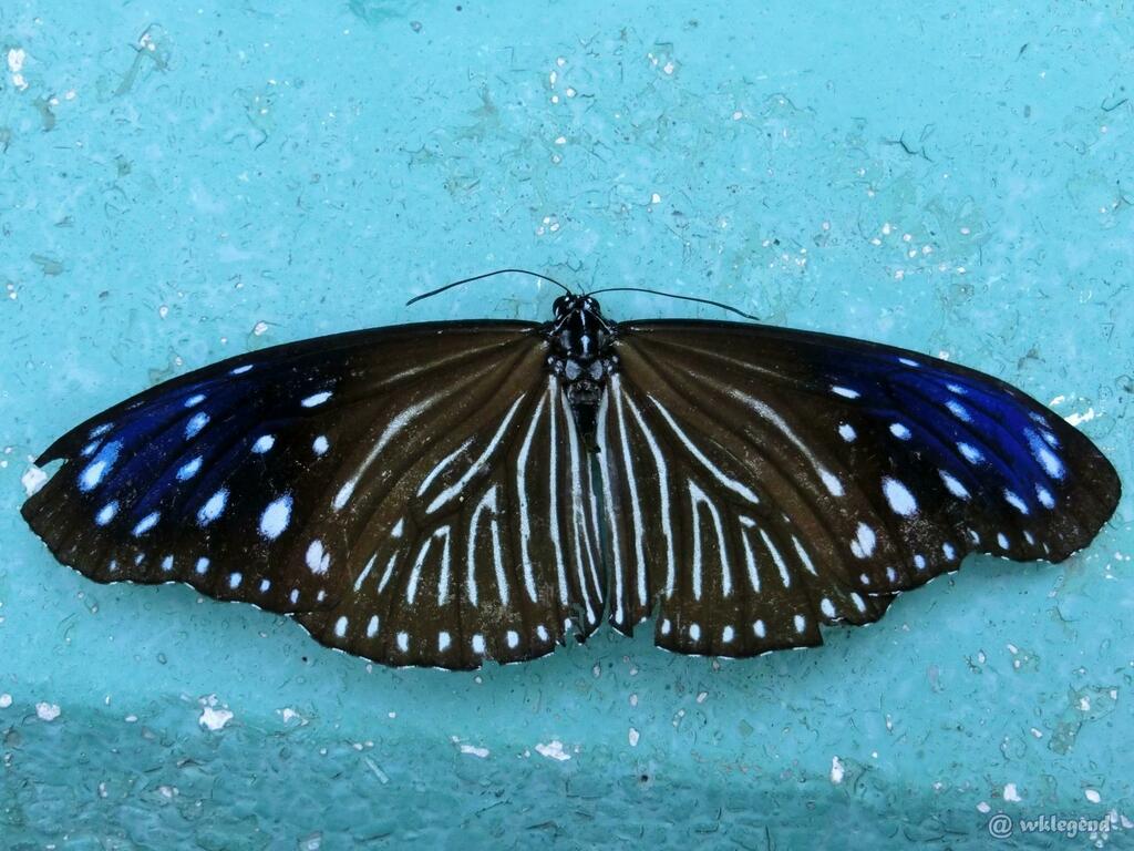 Striped Blue Crow Butterfly from 香港屯門 on October 25, 2014 by wklegend ...