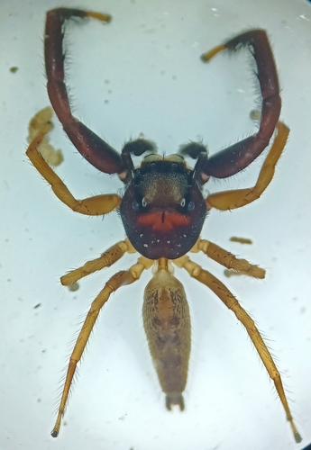 Bavia intermedia · iNaturalist Mexico