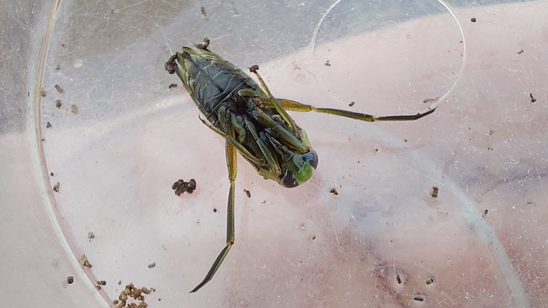 Notonecta viridis Delcourt, 1909