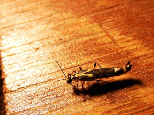 Ichthyurus klapperichi · iNaturalist