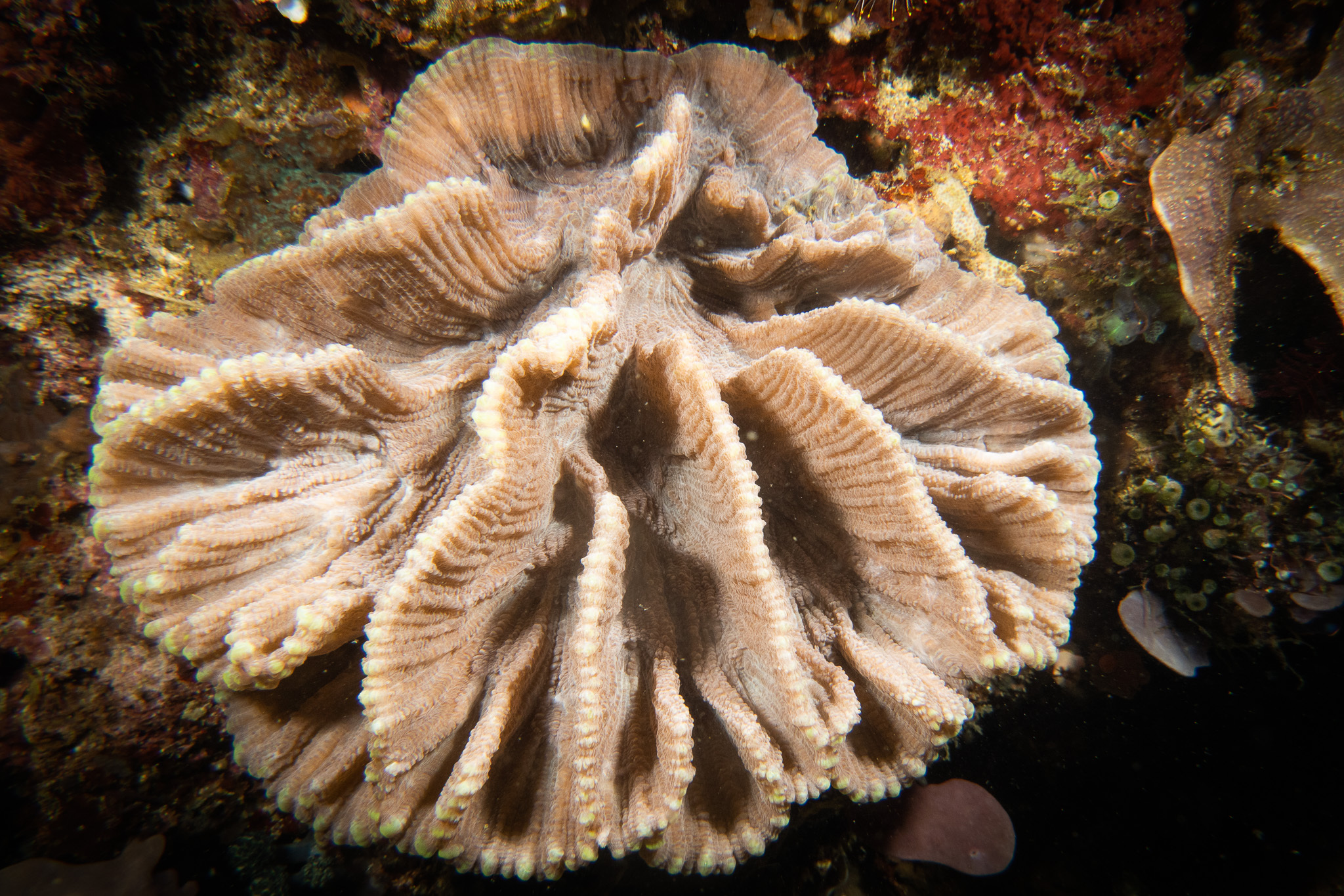 Pectinia lactuca (Pallas, 1766)