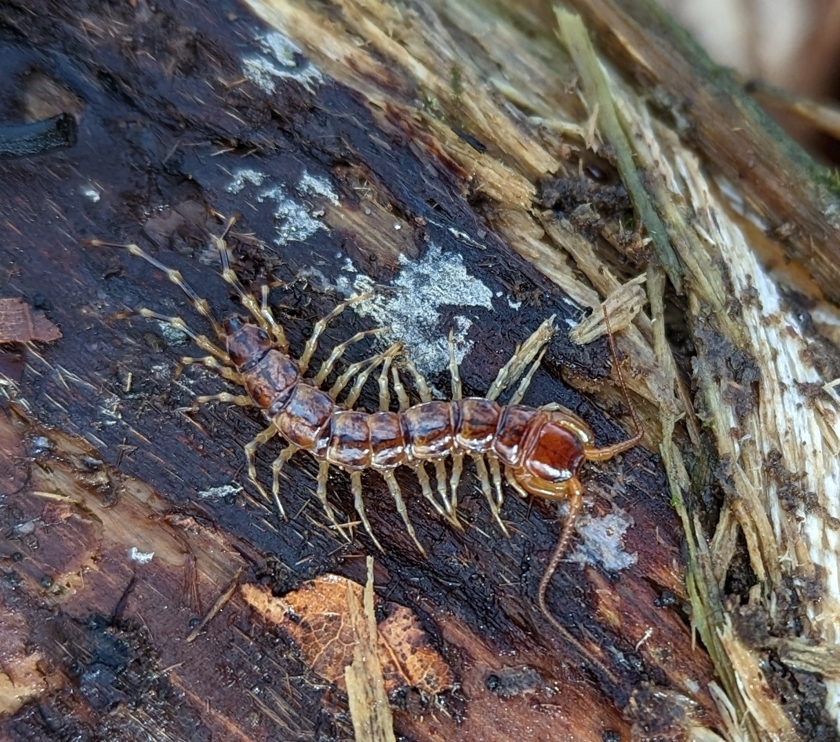 Lithobius variegatus Leach, 1814