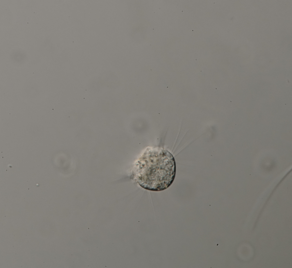 Halteria from Mequon, WI, USA on October 6, 2019 at 12:13 PM by Michael ...