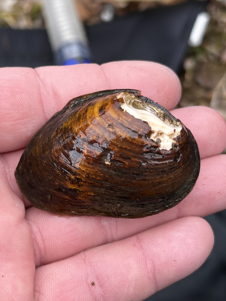 Tennessee Clubshell from Hiwassee River, Reliance, TN, US on March 8 ...