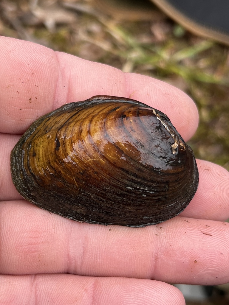 Tennessee Clubshell from Hiwassee River, Reliance, TN, US on March 8 ...