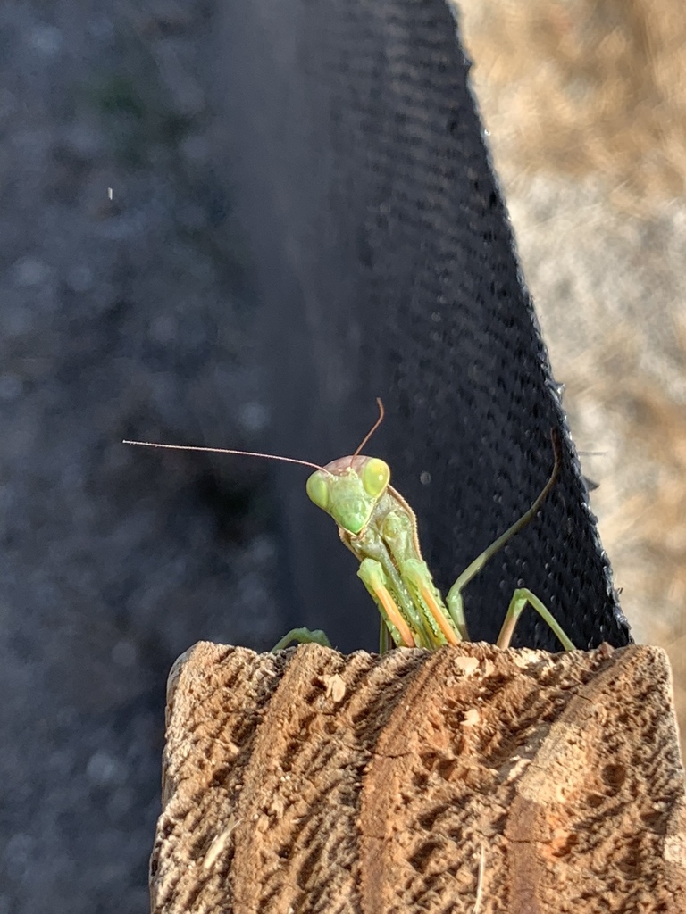 European Mantis from 700–798 Bay St, Millbrae, CA, US on October 3 ...