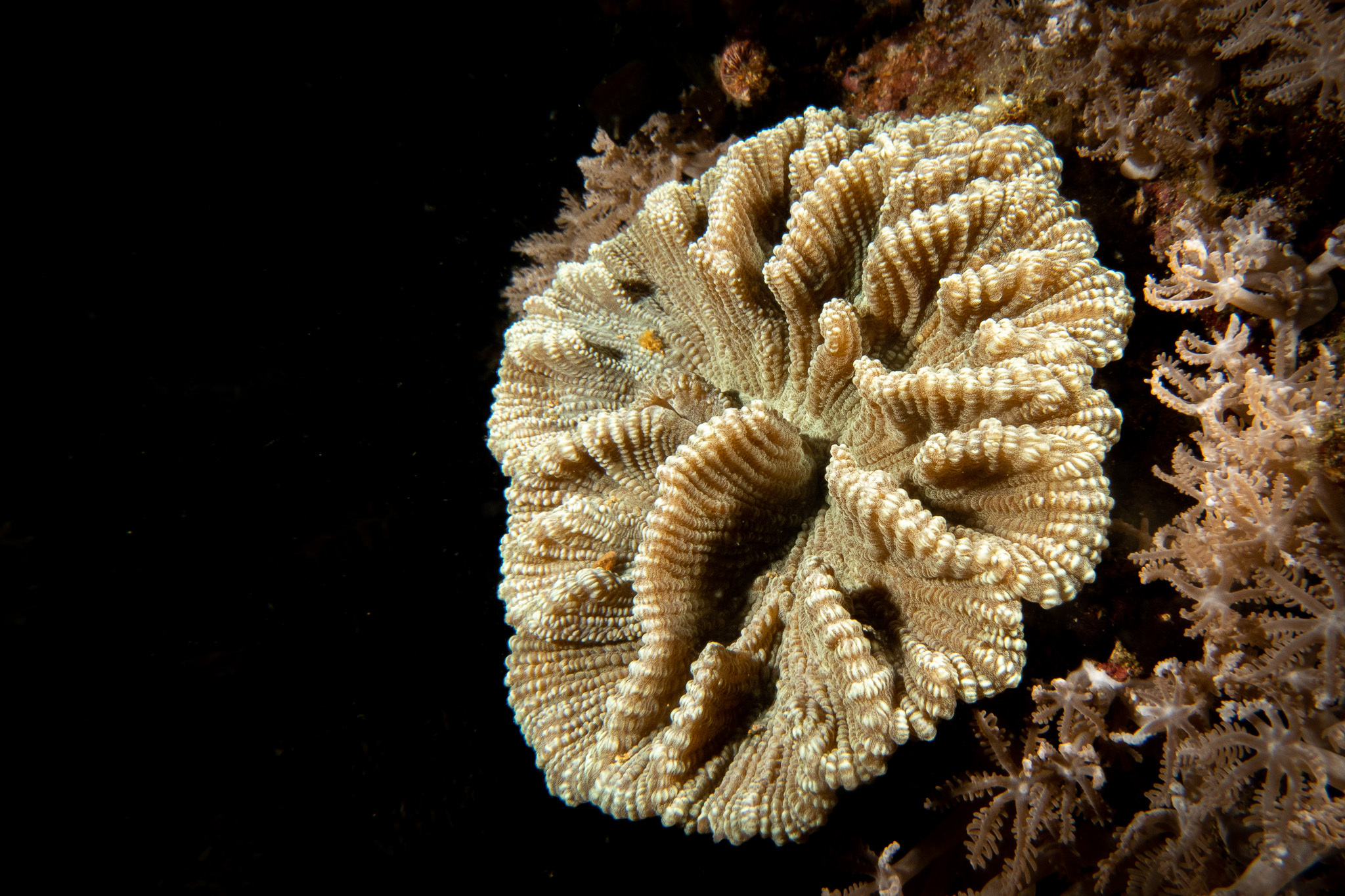 Pectinia lactuca (Pallas, 1766)