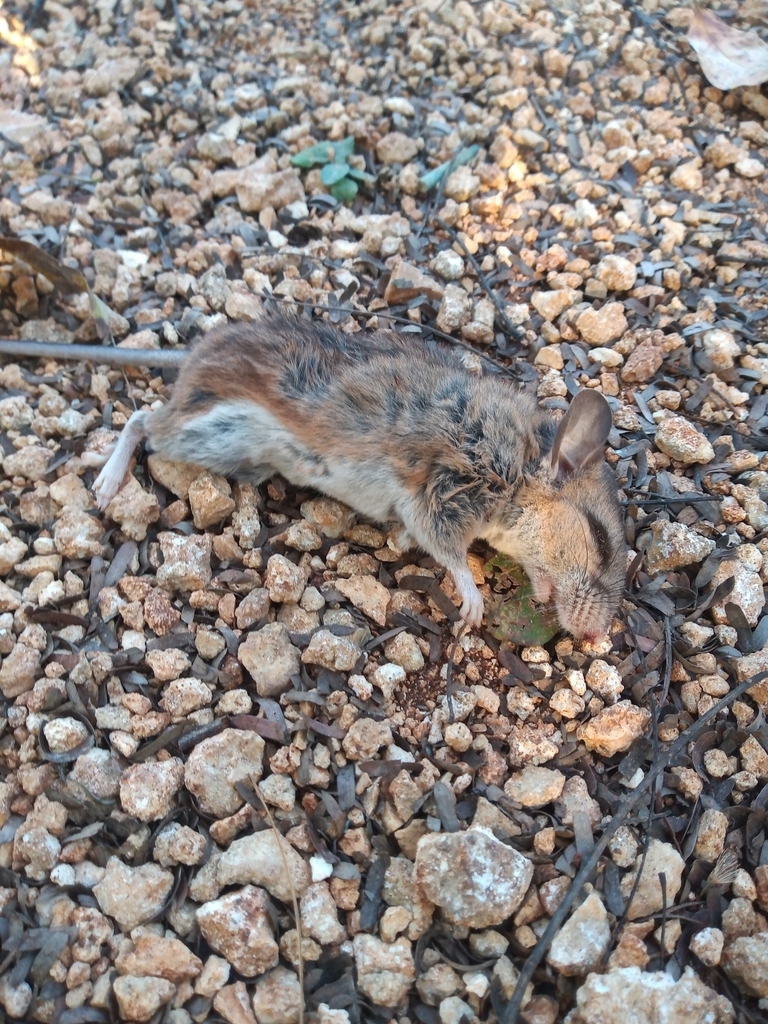 Yucatán Deer Mouse in March 2023 by ro · iNaturalist