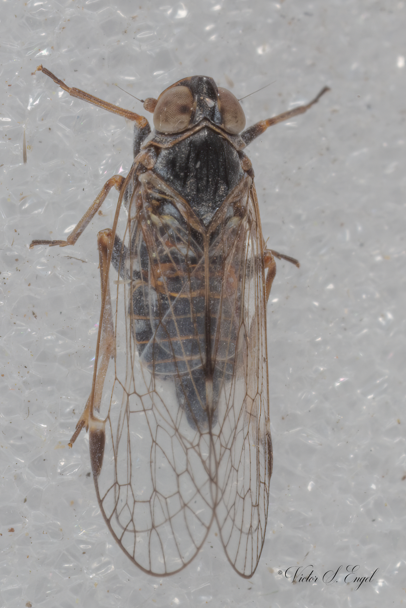 Cixiidae