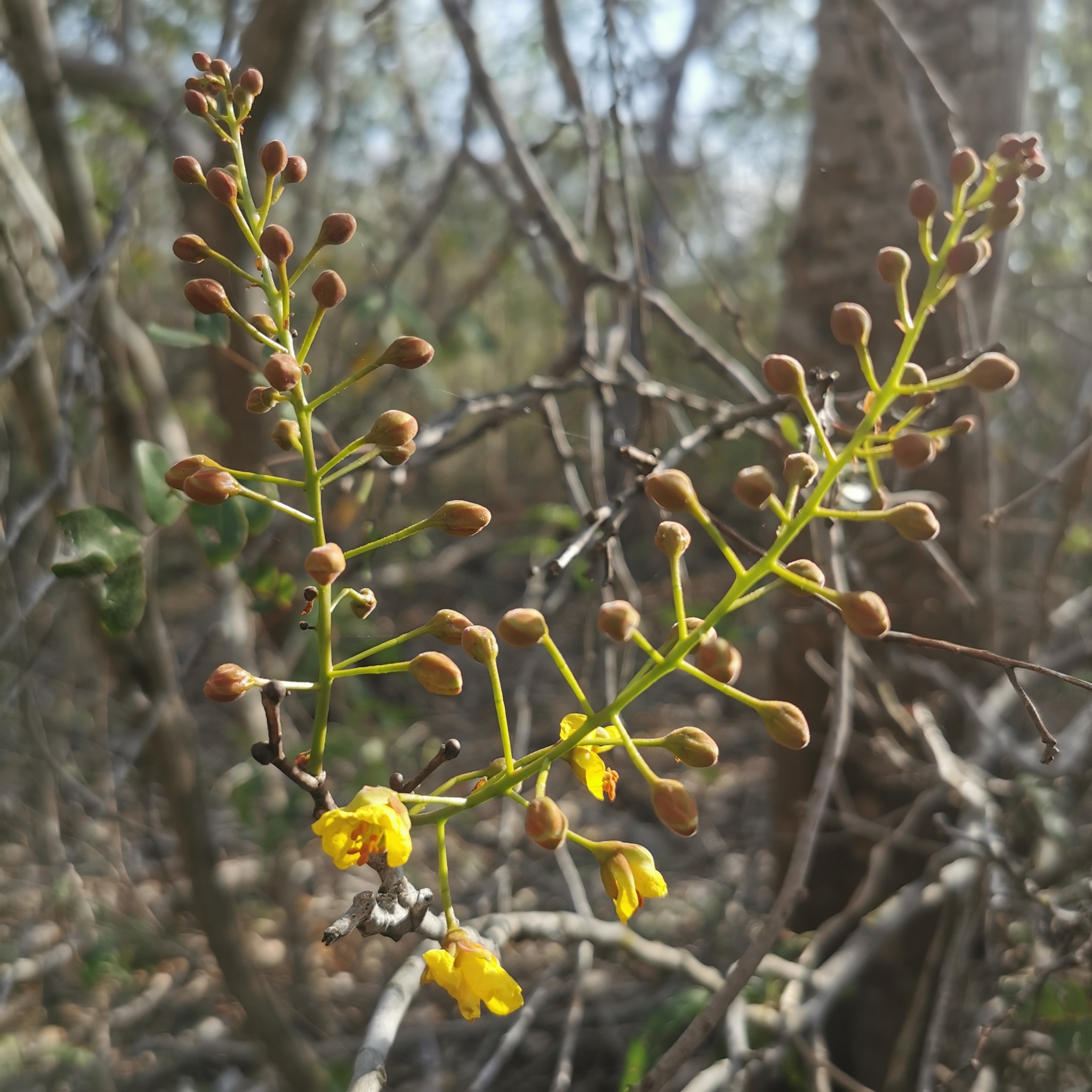 Cenostigma gaumeri (Greenm.) Gagnon & G.P.Lewis