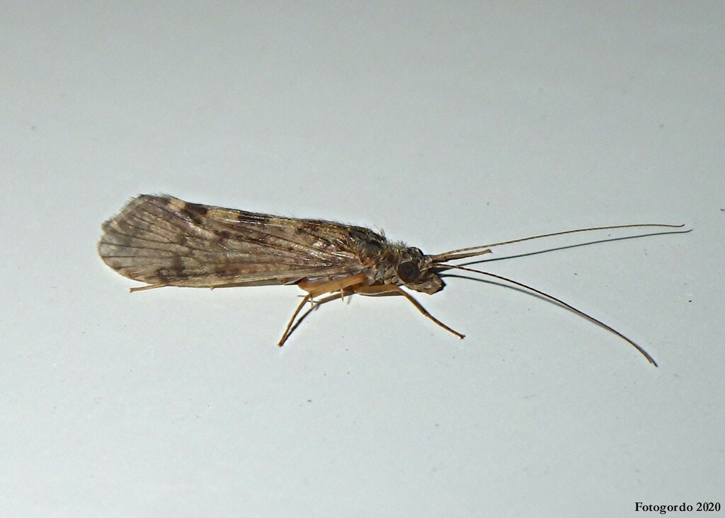 Hydropsyche from Flamborough, Hamilton, ON, Canada on July 15, 2020 at ...