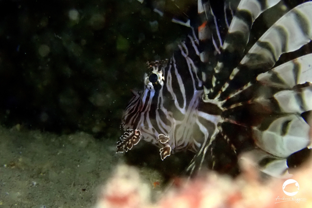 Common Lionfish from Cockburn, WA, Australia on March 12, 2023 at 08:04 ...