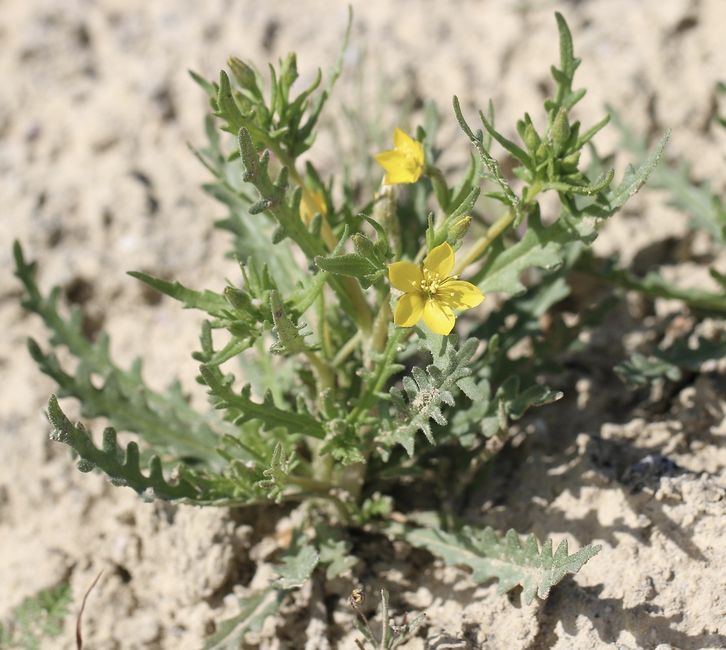 yellowcomet from Dustin Acres, CA 93268, USA on March 8, 2023 at 02:26 ...