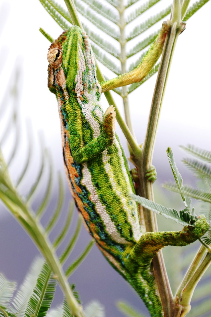 black wattle from A15 Ondertuine, Lower Tokai Park section of Table ...