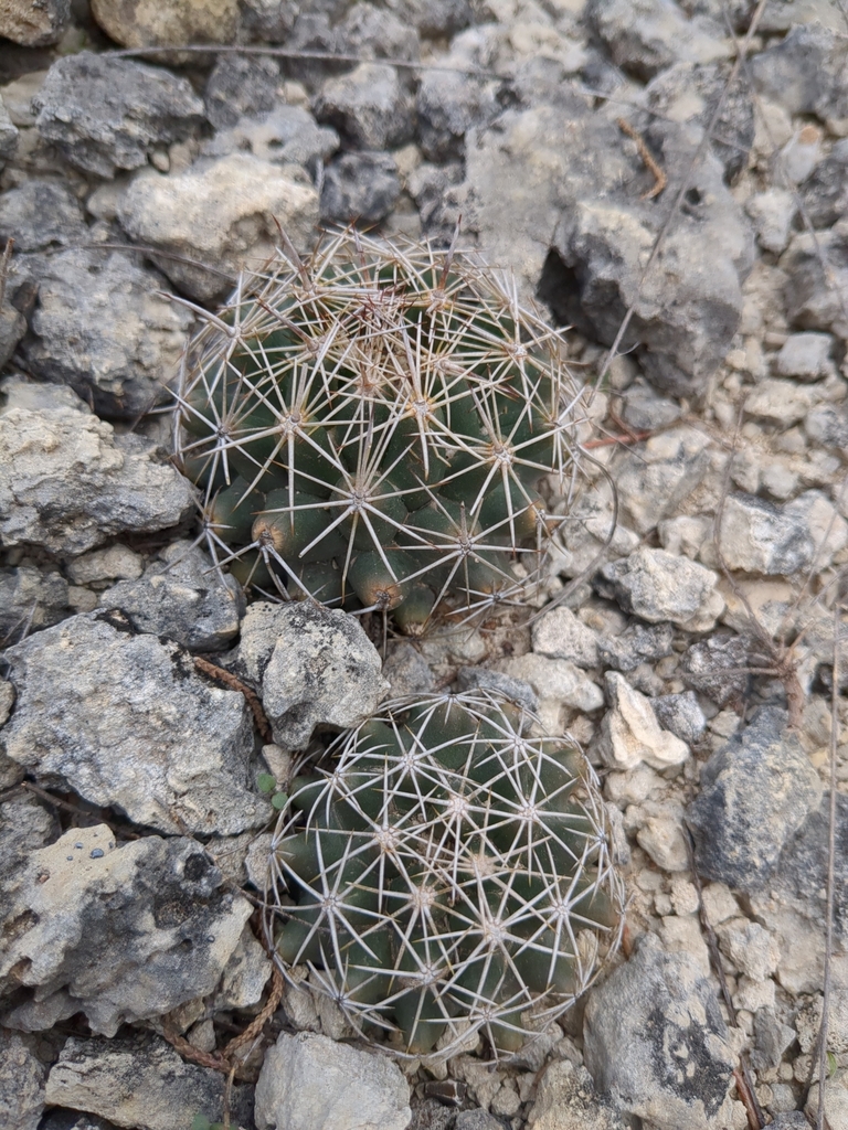 Grooved nipple cactus from Leander, TX 78645, USA on March 12, 2023 at ...