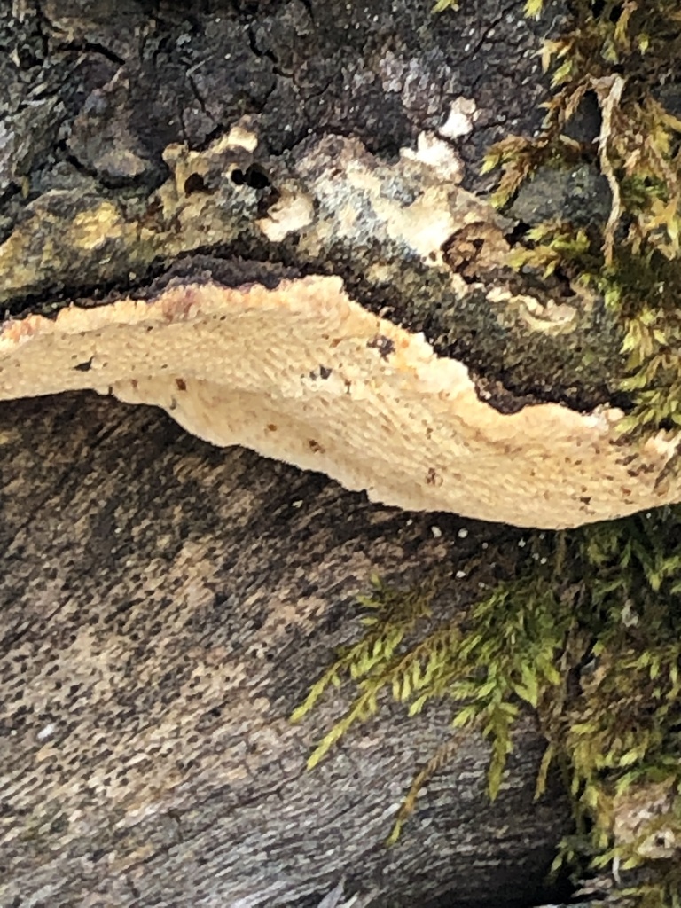 Perenniporia fraxinophila from Santa Cruz County, US-AZ, US on March 10 ...