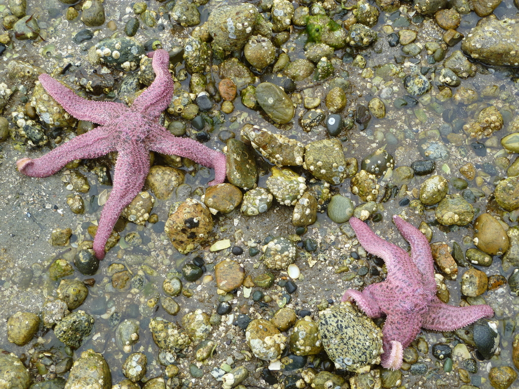 Giant Pink Sea Star from Central Coast, BC, Canada on June 16, 2010 at ...