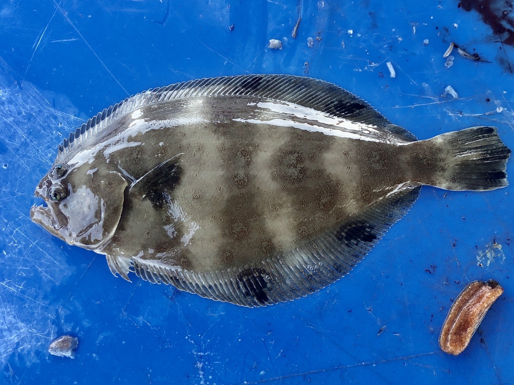 Mexican Flounder (Saltwater Fish of Louisiana) · iNaturalist