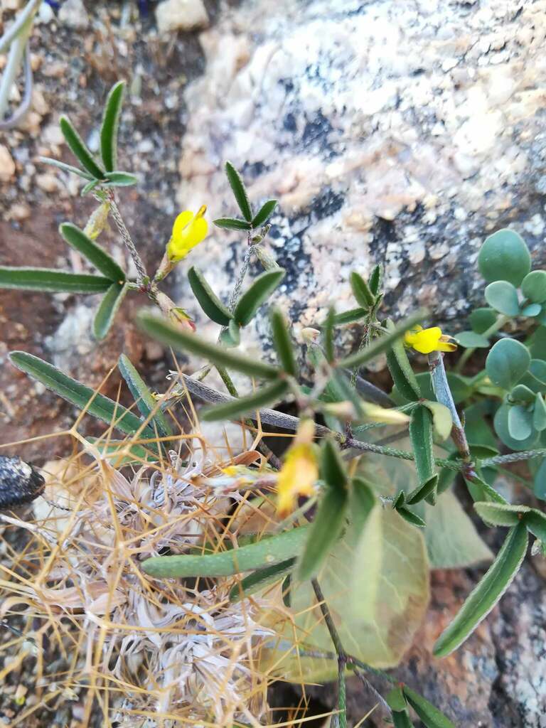 Lotononis falcata from Karas Region, Namibia on August 15, 2020 at 12: ...