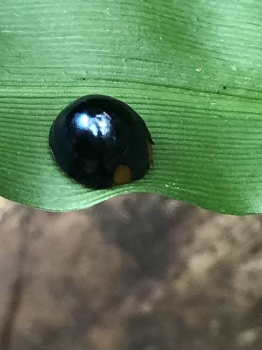 Metallic Blue Lady Beetle from Bogor Botanical Gardens, Bogor, West ...