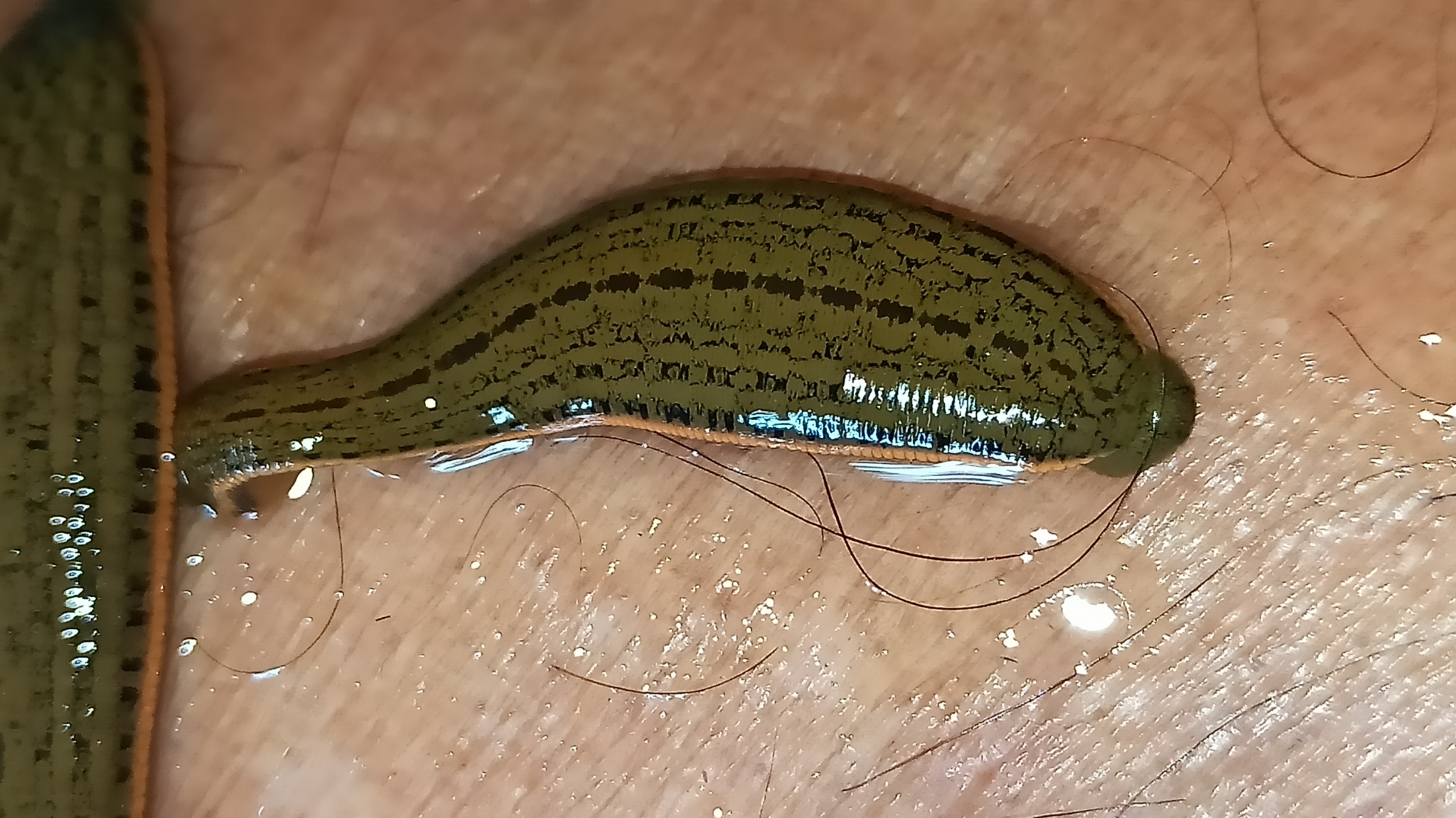 Hirudinaria manillensis (Lesson, 1842)