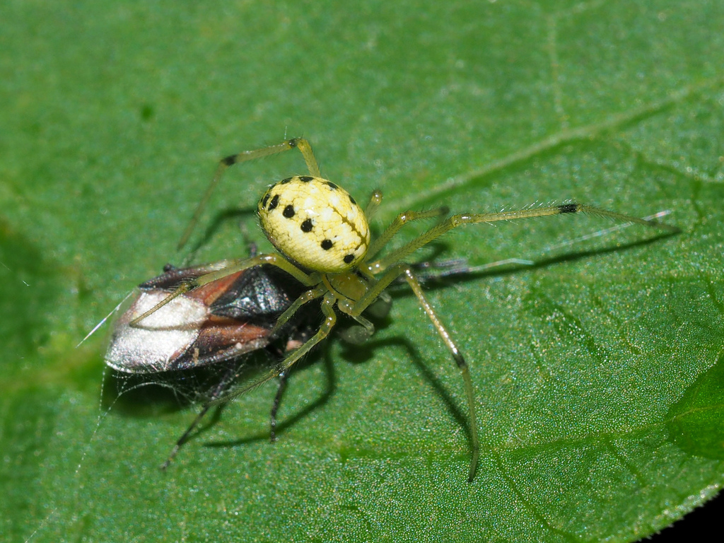 Candy-striped Spider complex from Provincia di Bergamo, Italia on June ...