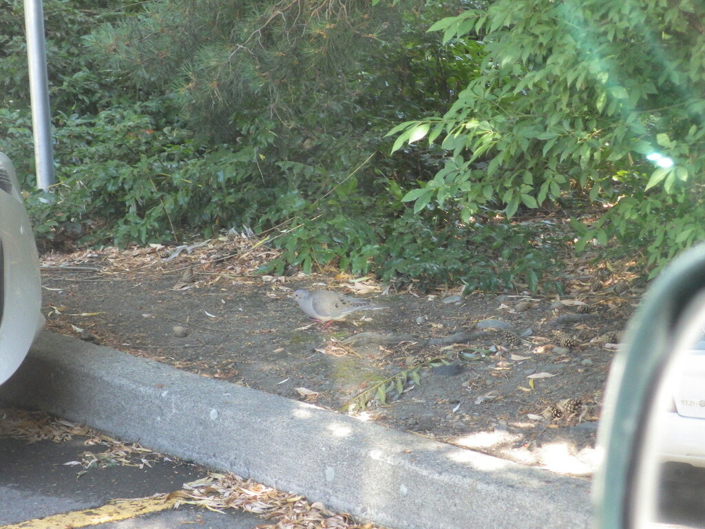 Mourning Dove from Spokane, Washington, United States on June 22, 2018 ...