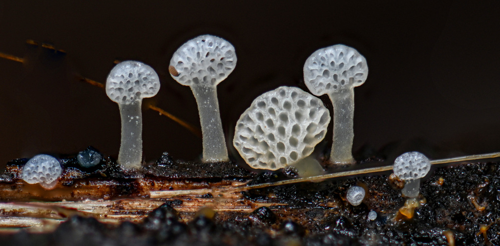 Favolaschia from Pastaza, EC-PA, EC on March 09, 2023 at 01:08 PM by ...