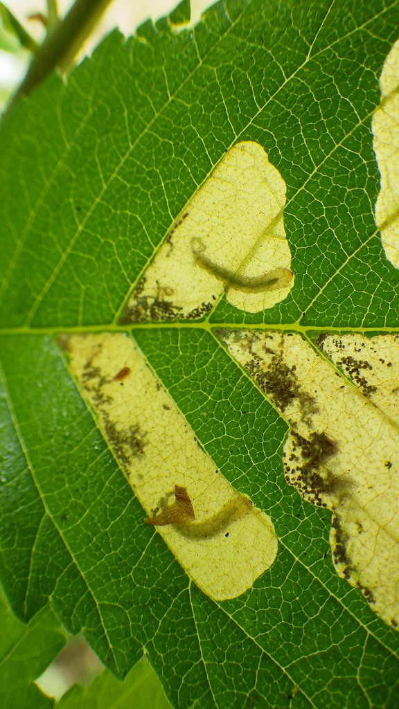 Winged and Once-winged Insects from Spokane, Washington, United States ...
