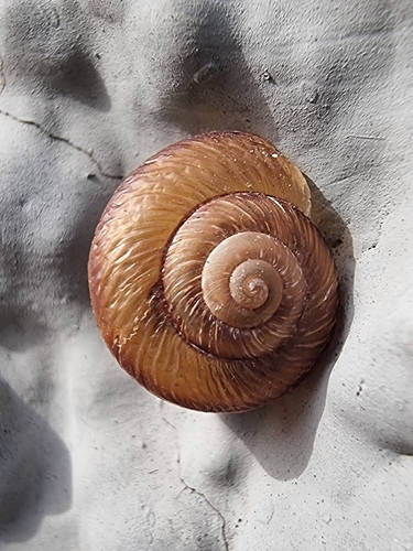 Leptaxis groviana (Madeira Snails) · iNaturalist