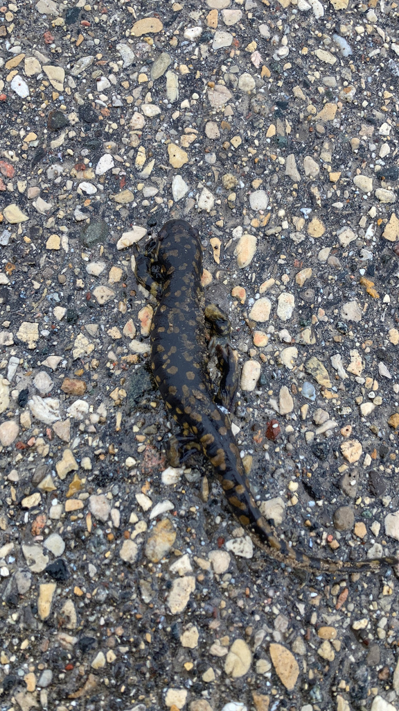 Tiger Salamander in March 2023 by geode_wyrm. in the middle of the road ...