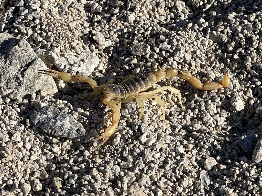 Desert Hairy Scorpion from South Mountain Park/Preserve, Phoenix, AZ ...