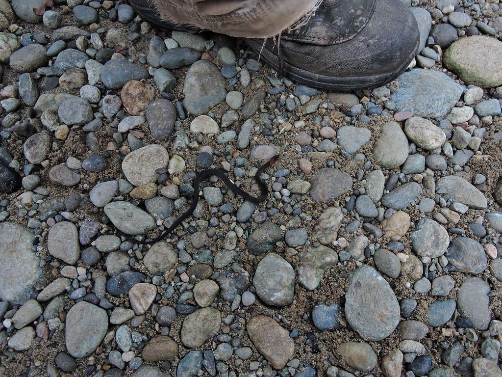 Sapper's Rustyhead Snake from Las Guacamayas, Marqués de Comillas, Chis ...