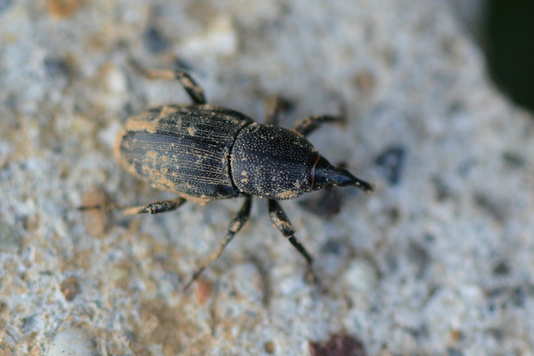 Sphenophorus striatopunctatus (J.A.E.Goeze, 1777)