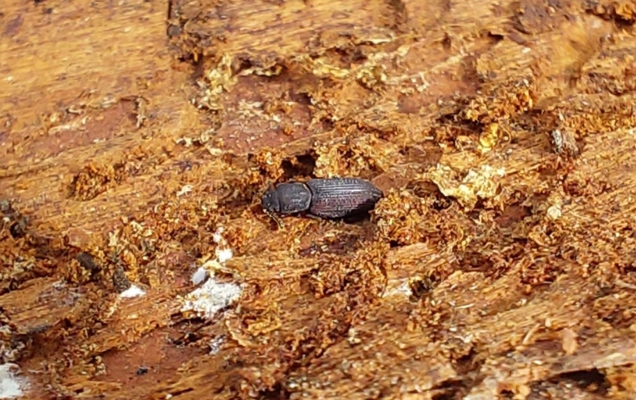 Pycnomerus Erichson, 1842