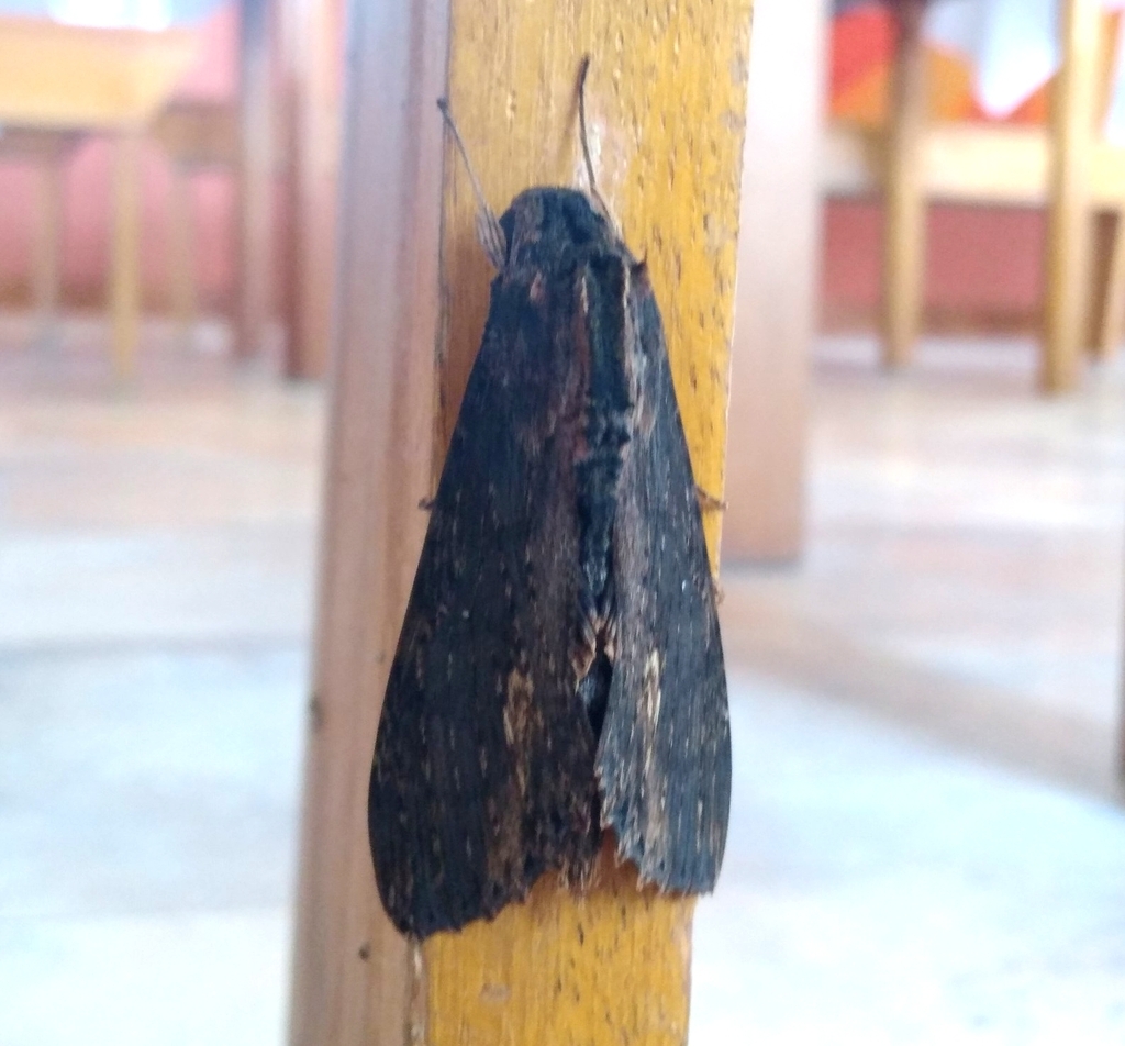 Alope Sphinx from Federación de Mujeres de Sucumbíos on March 10, 2023 ...