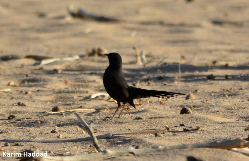 Black Scrub-Robin in December 2022 by Karim Haddad · iNaturalist